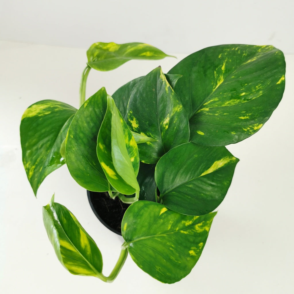 Scindapsus Aureus - Devils Ivy 14cm – Folha Shop